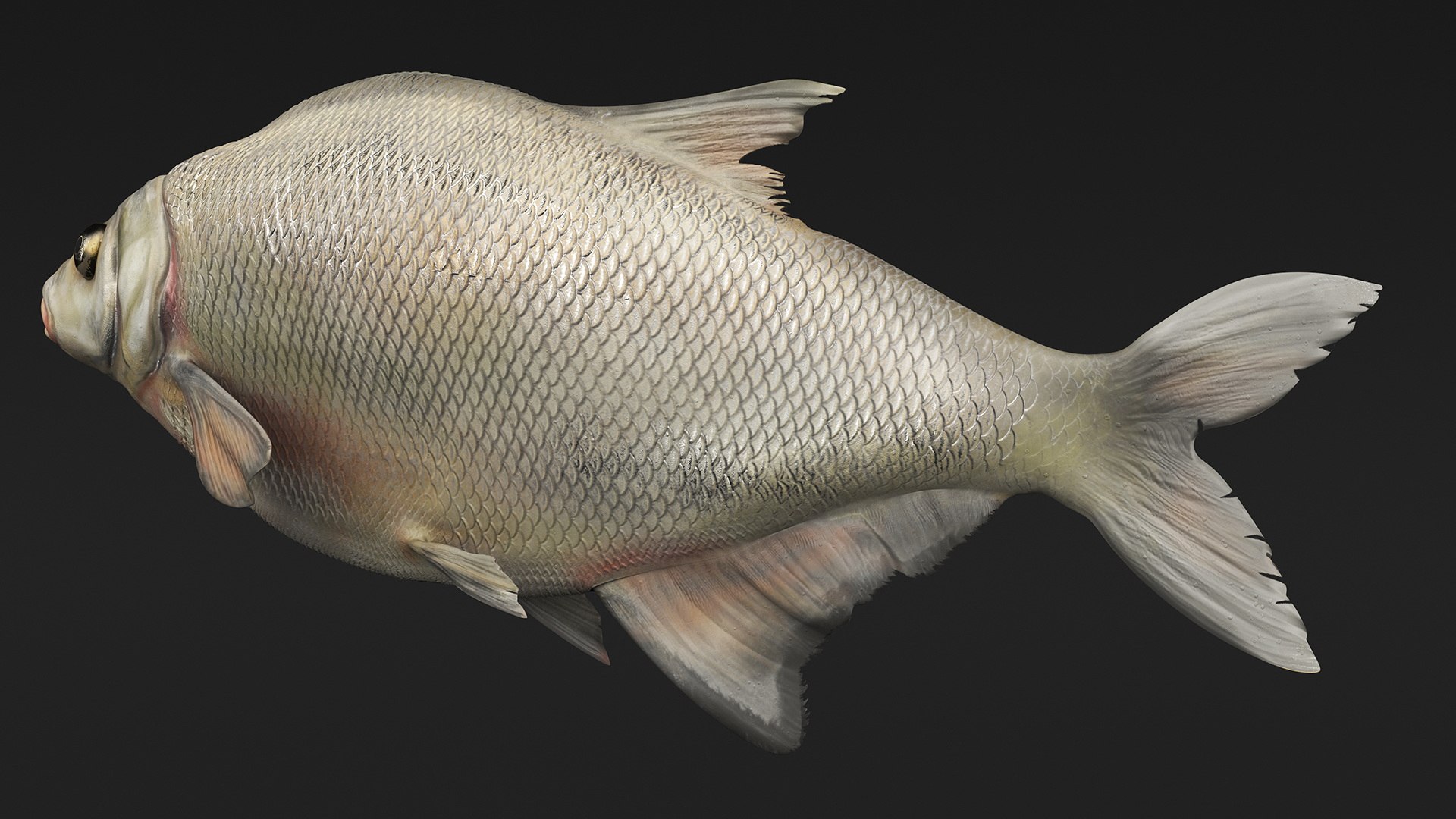 Silver Bream Fish Swimming 3D model - TurboSquid 2155763