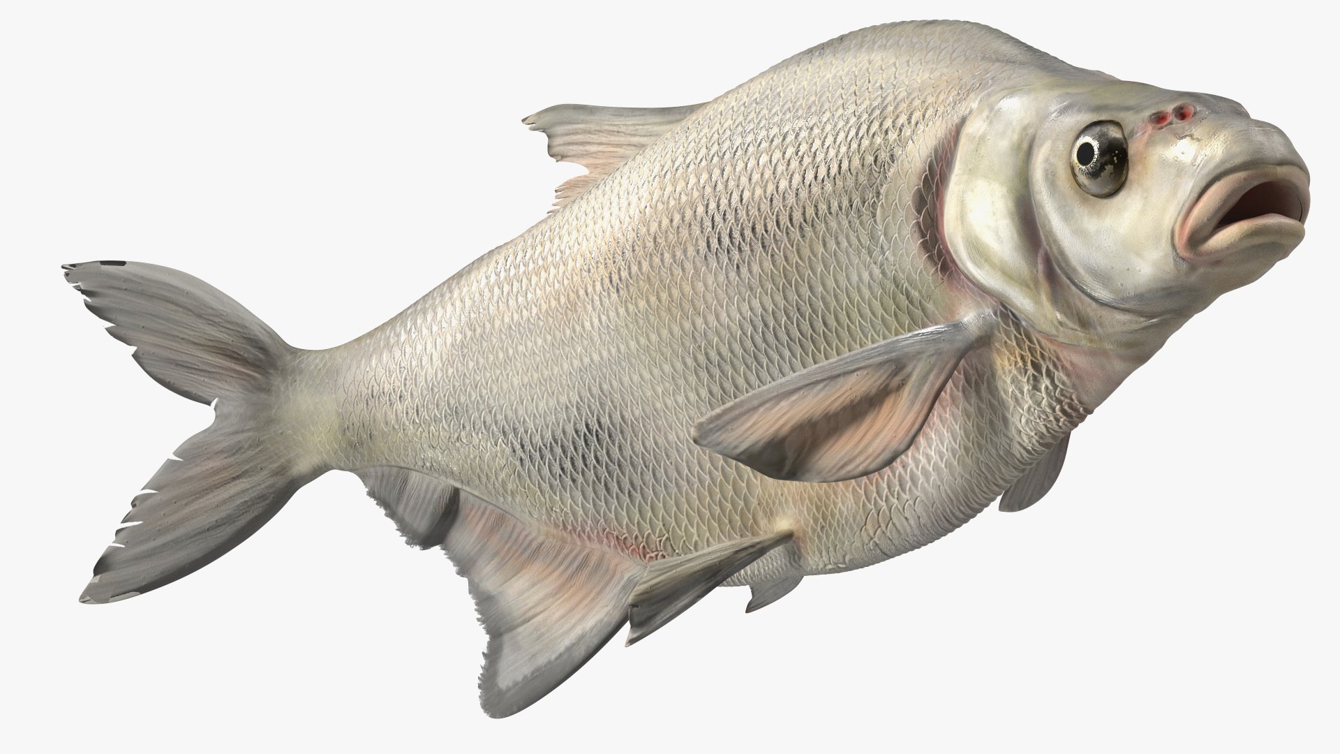 Silver Bream Fish Swimming 3D model - TurboSquid 2155763