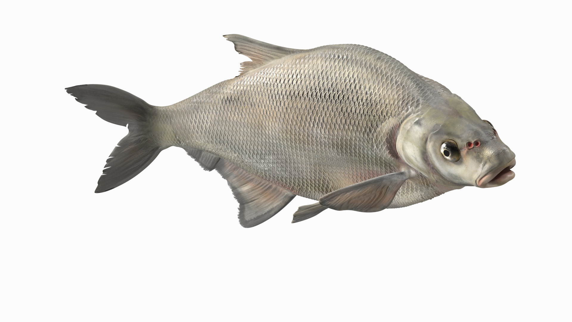 Silver Bream Fish Swimming 3D Model - TurboSquid 2155763