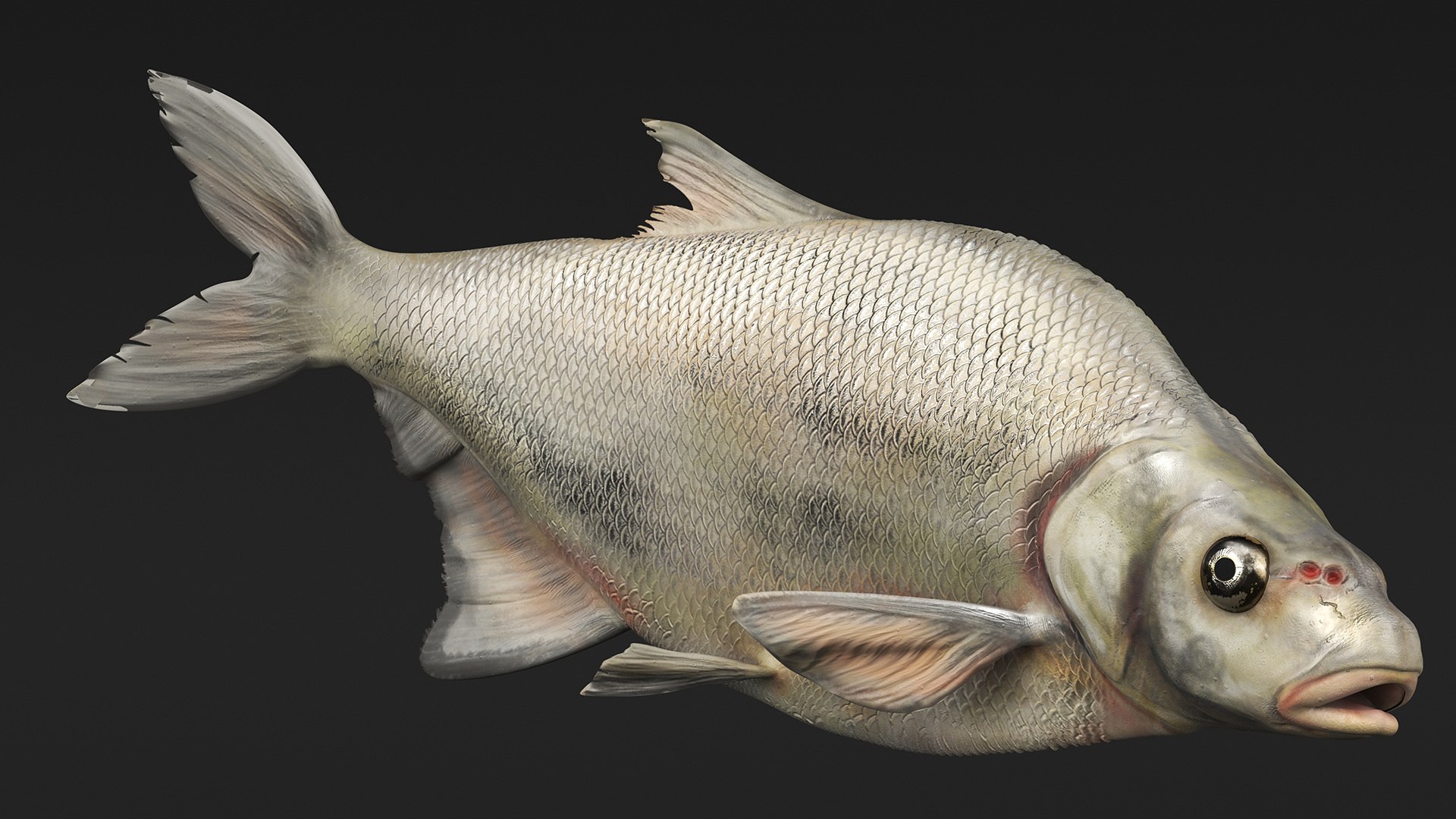 Silver Bream Fish Swimming 3D Model - TurboSquid 2155763