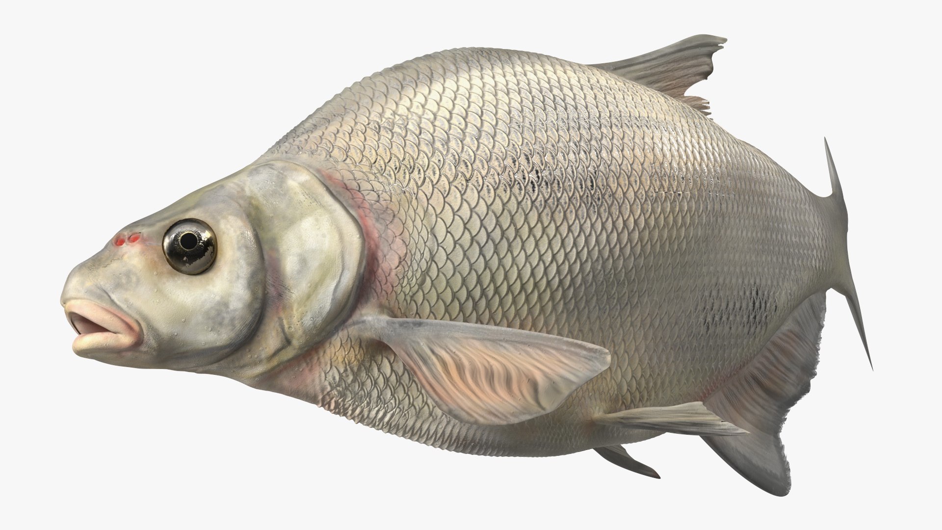 Silver Bream Fish Swimming 3D Model - TurboSquid 2155763