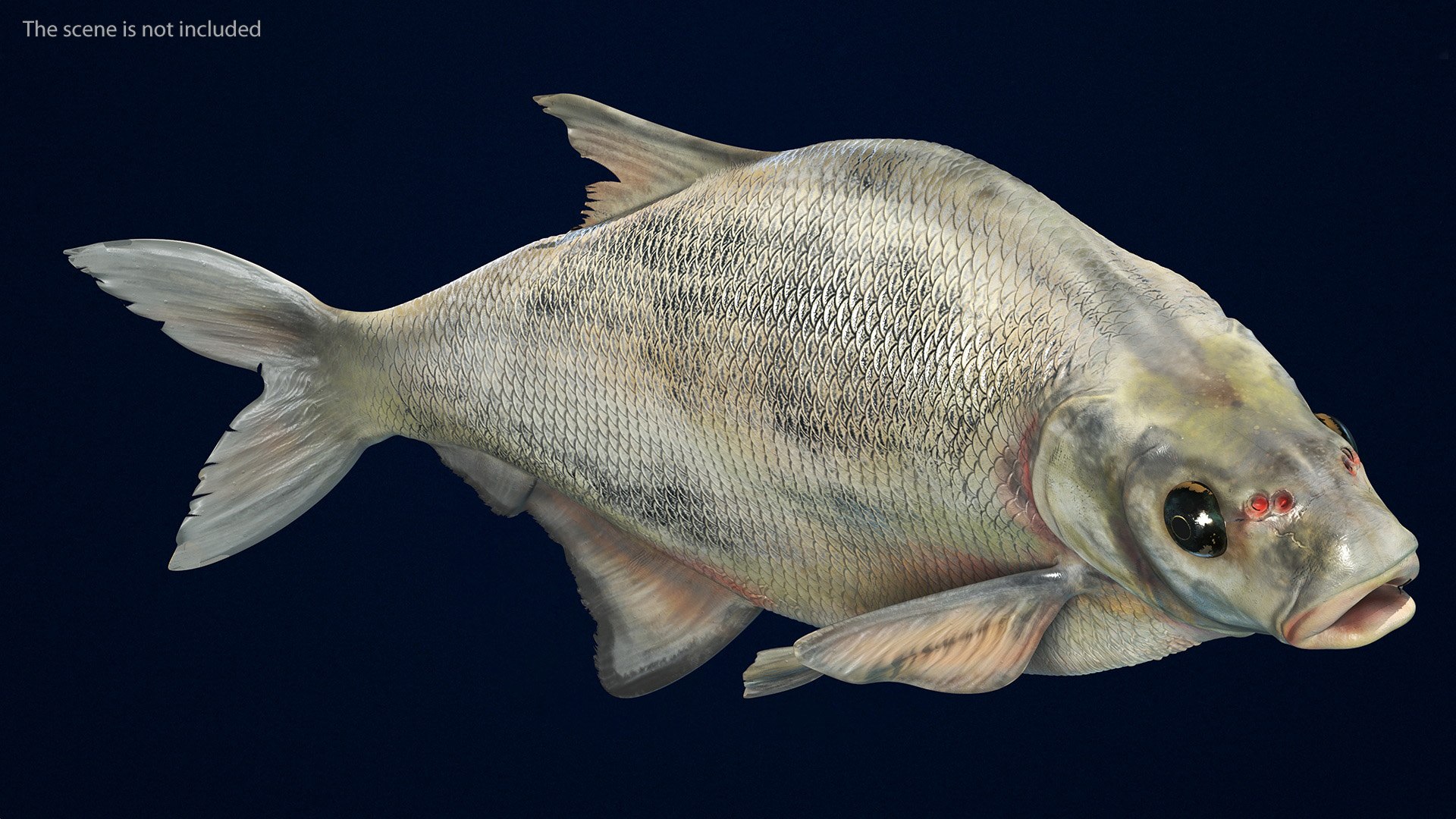 Silver Bream Fish Swimming 3D model - TurboSquid 2155763