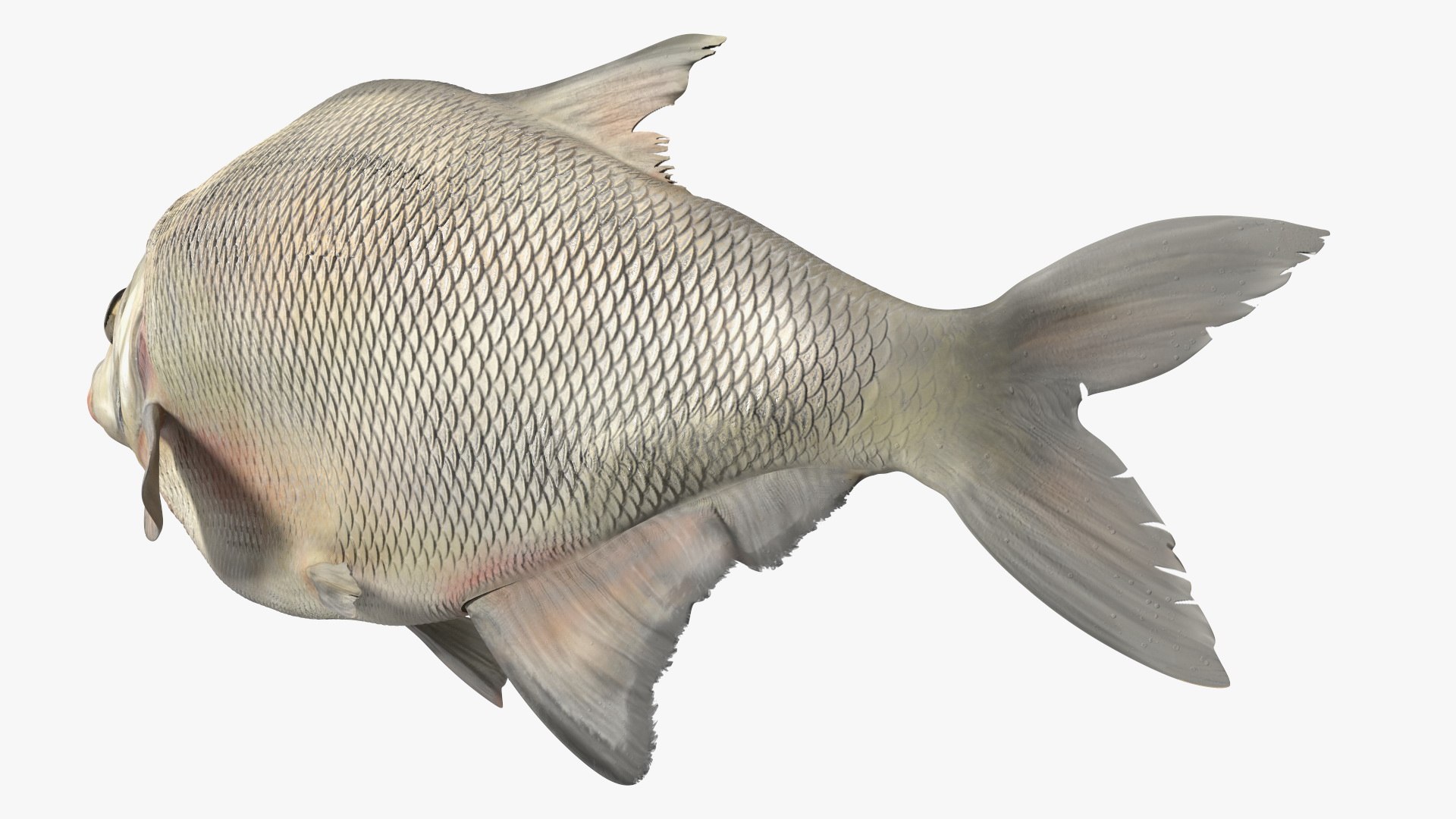 Silver Bream Fish Swimming 3D Model - TurboSquid 2155763