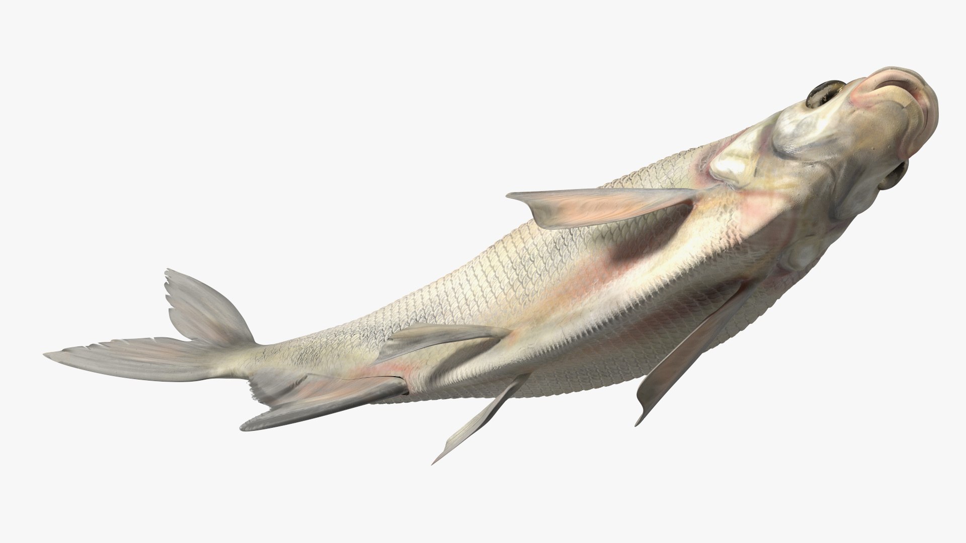 Silver Bream Fish Swimming 3D Model - TurboSquid 2155763