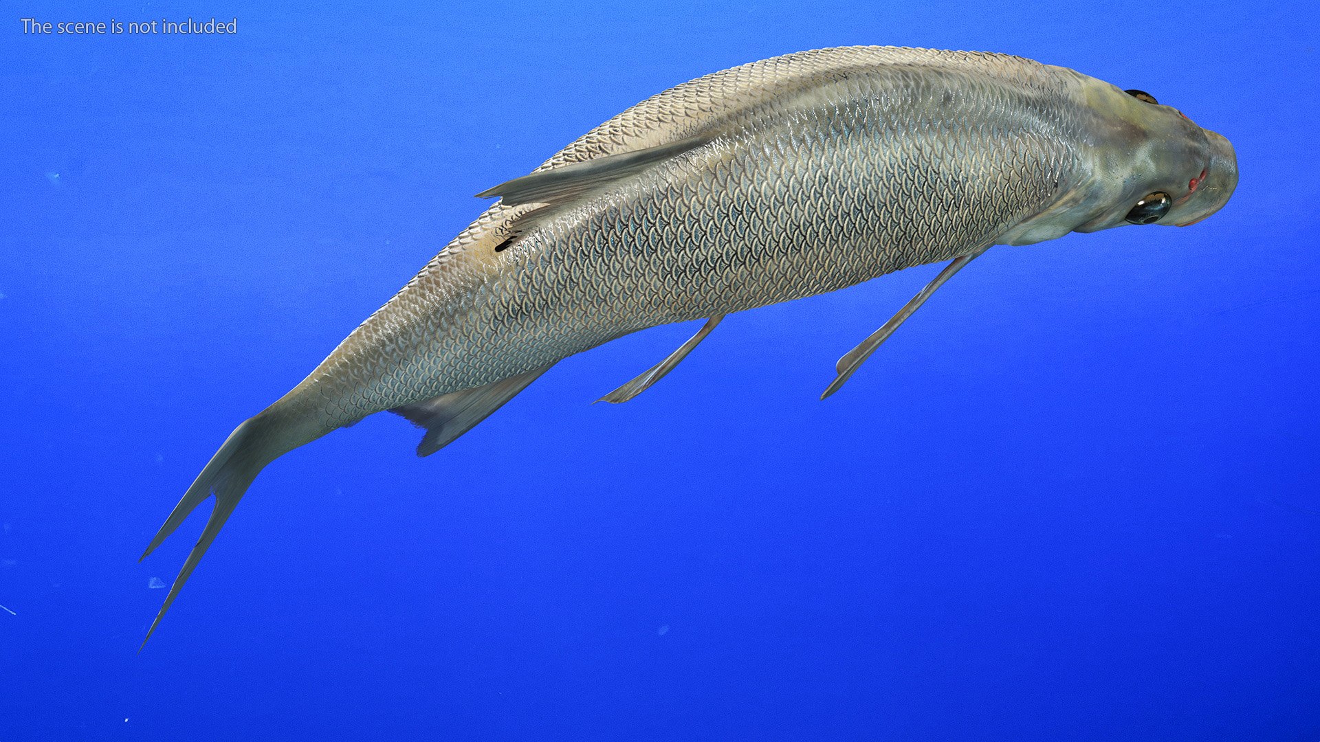 Silver Bream Fish Swimming 3D Model - TurboSquid 2155763