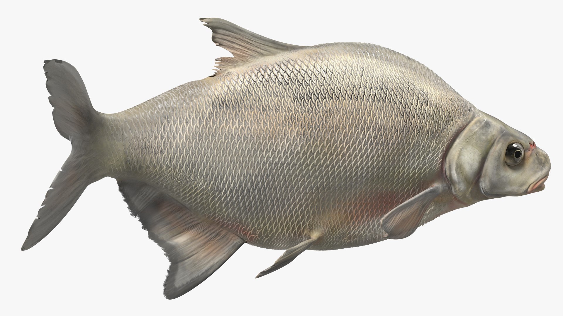 Silver Bream Fish Swimming 3D Model - TurboSquid 2155763