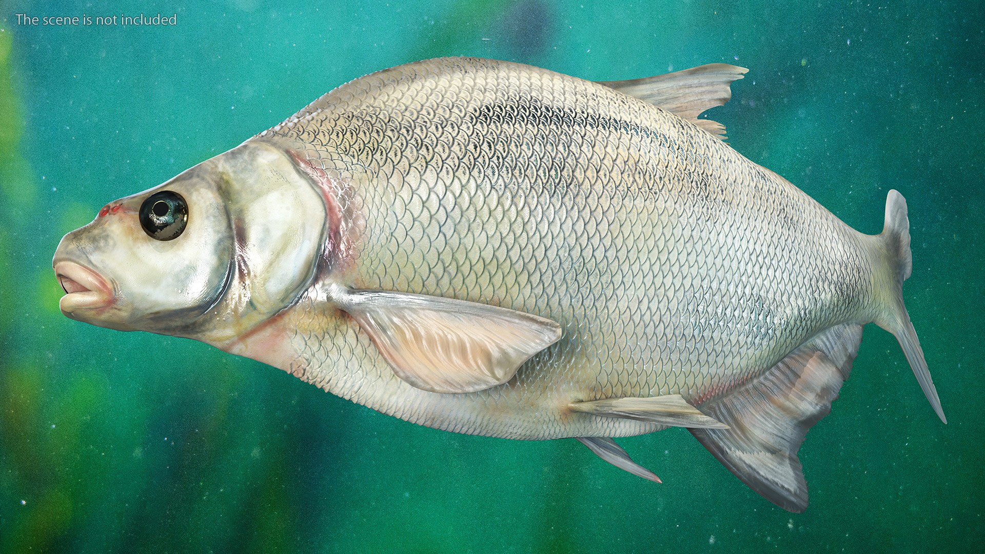 Silver Bream Fish Swimming 3D model - TurboSquid 2155763