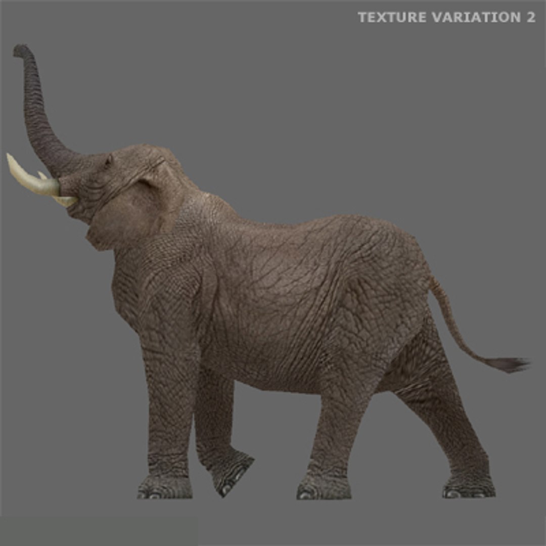 3d Elephant 01