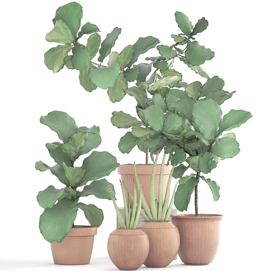 3D Plant Ficus Trees Model - TurboSquid 1250958