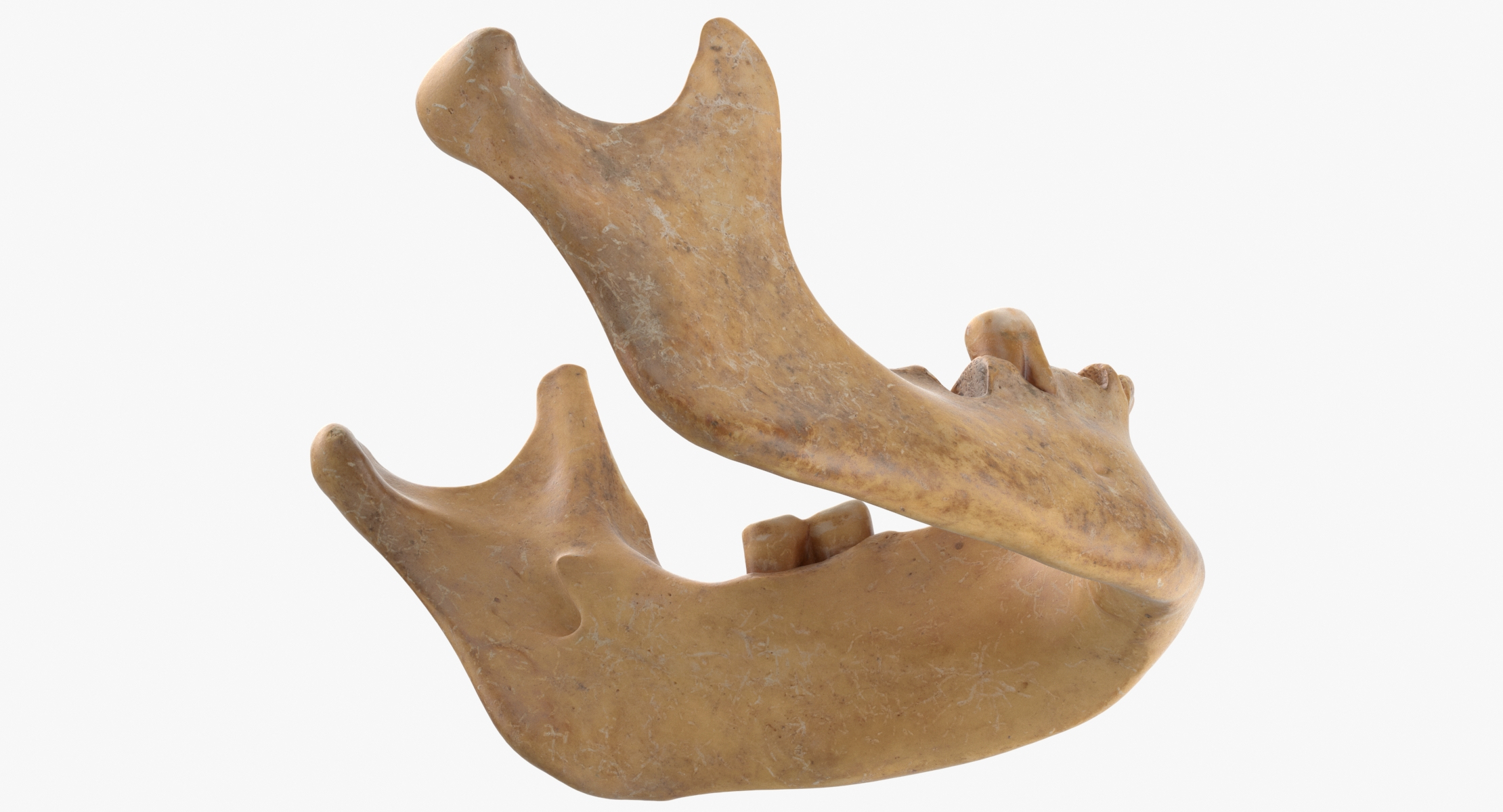 modelo 3d Quijada Humana (Mandíbula) 02 - TurboSquid 1449373