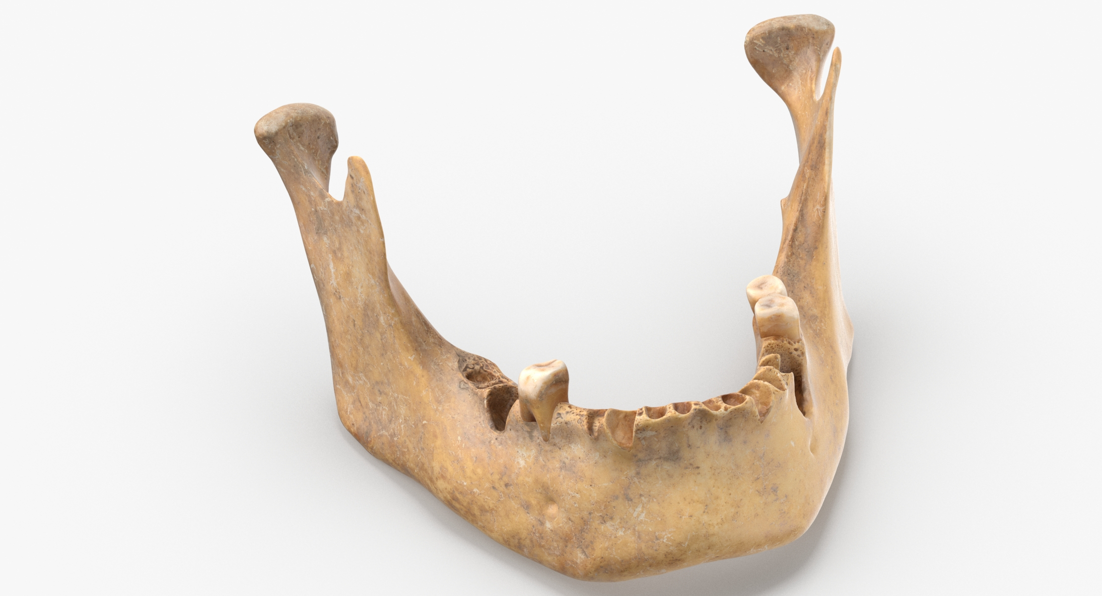 modelo 3d Quijada Humana (Mandíbula) 02 - TurboSquid 1449373