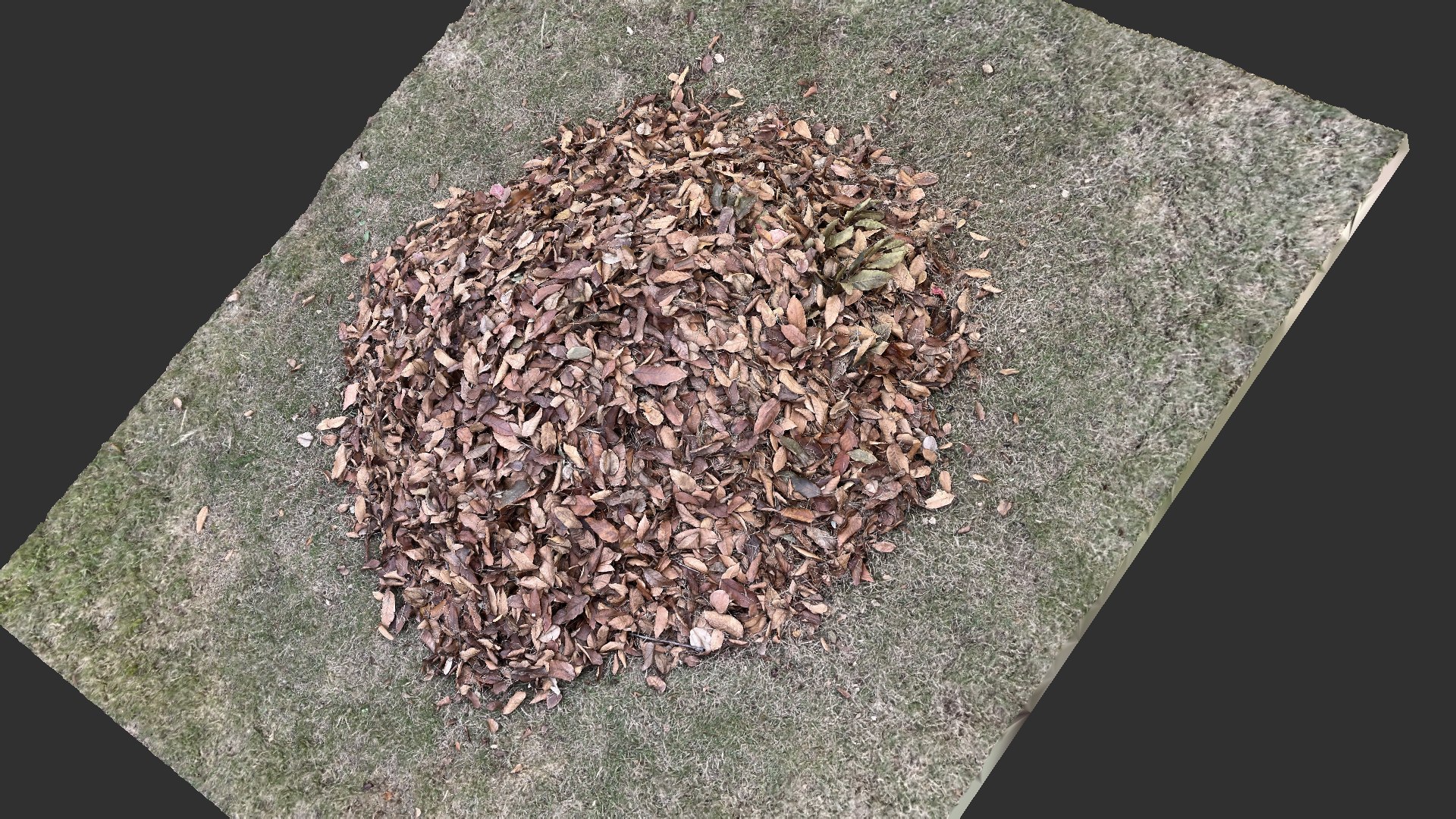 3D Leaves On The Ground 3d Scan Model - TurboSquid 2000186
