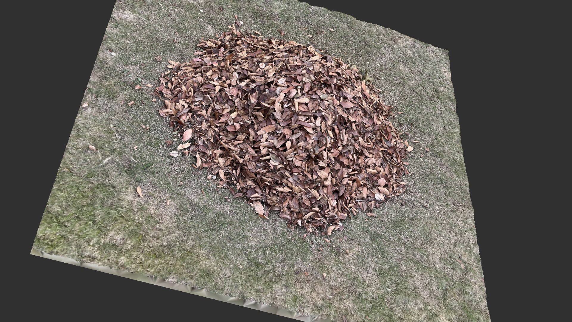 3D Leaves On The Ground 3d Scan Model - TurboSquid 2000186