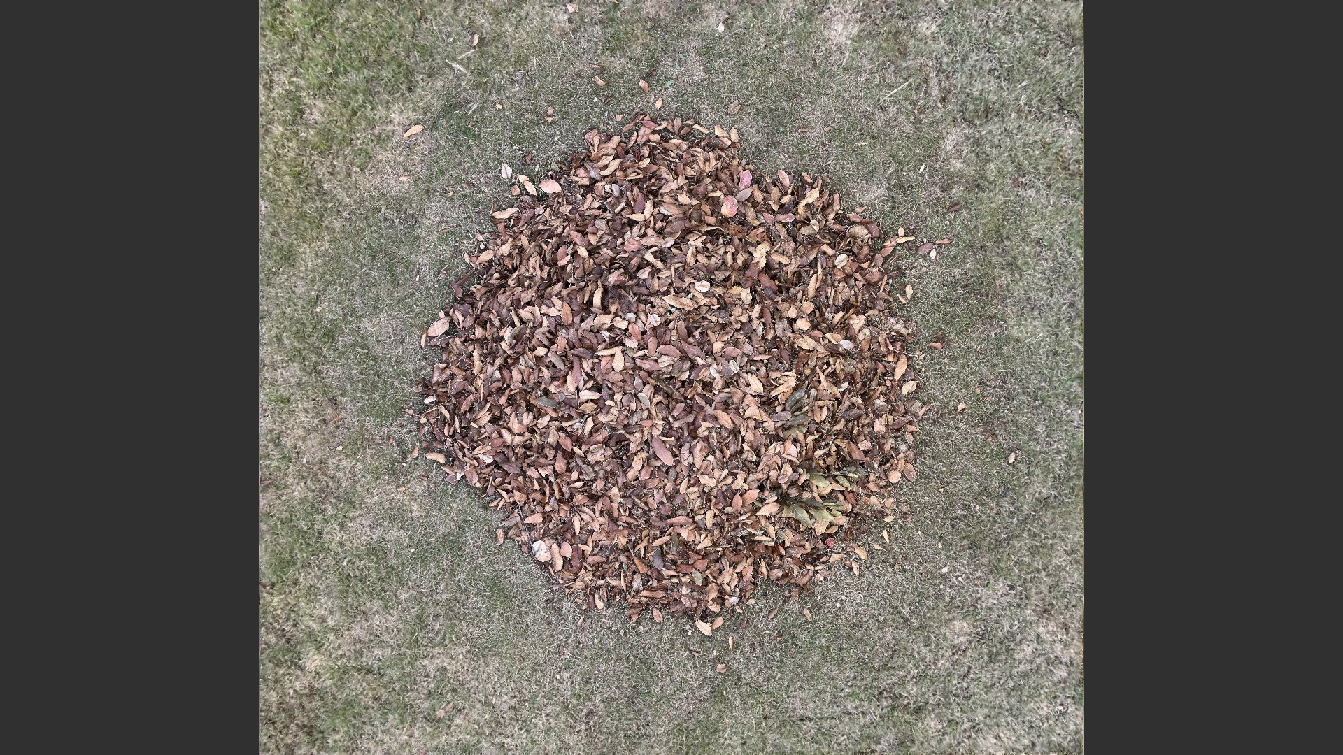 3D Leaves On The Ground 3d Scan Model - TurboSquid 2000186