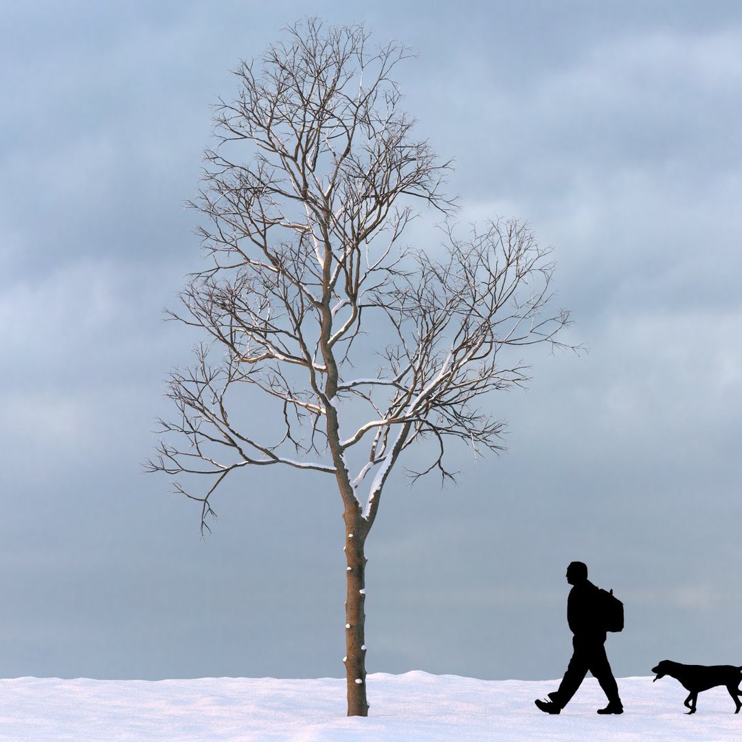 3d winter trees model