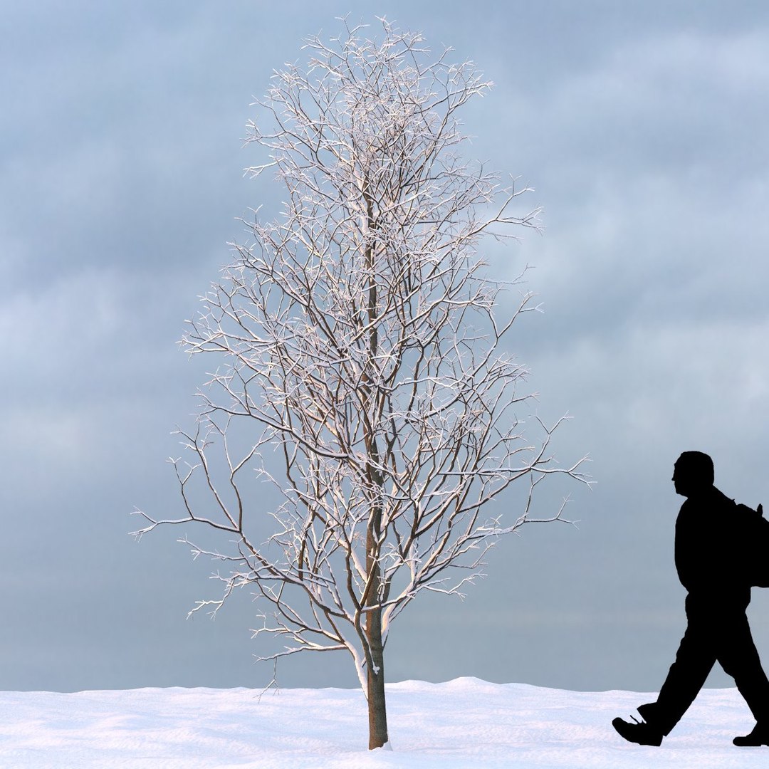3d winter trees model