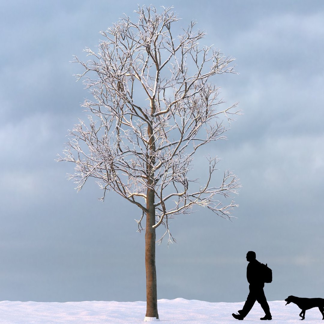 3d winter trees model