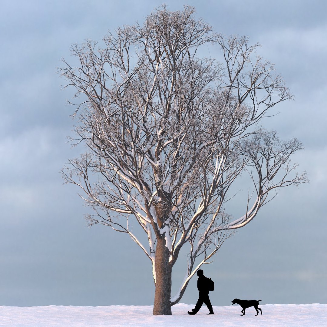 3d Winter Trees Model