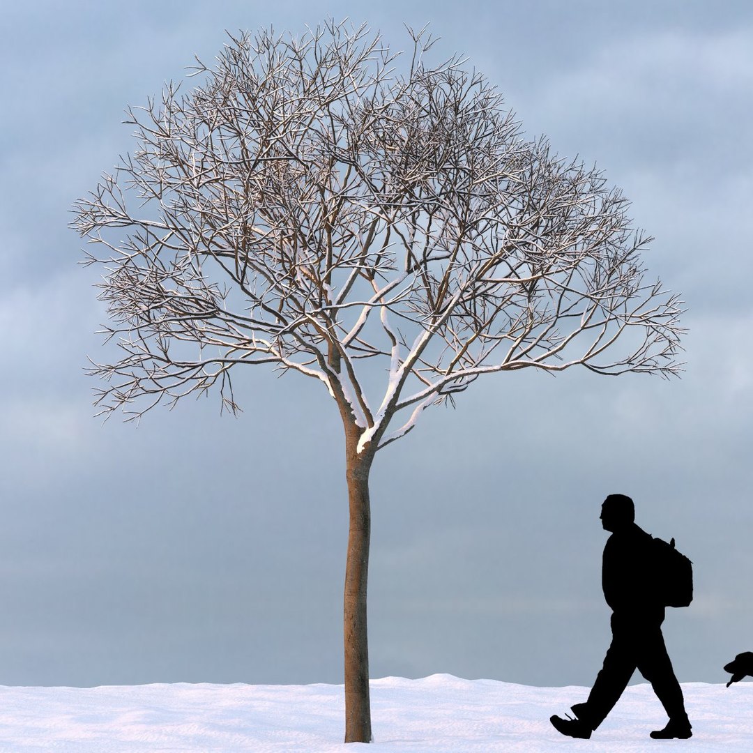 3d winter trees model