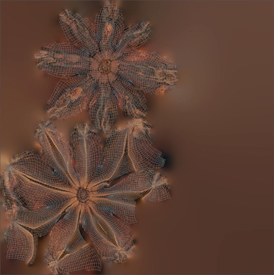 Star-anise Star Anis 3D Model - TurboSquid 1436458
