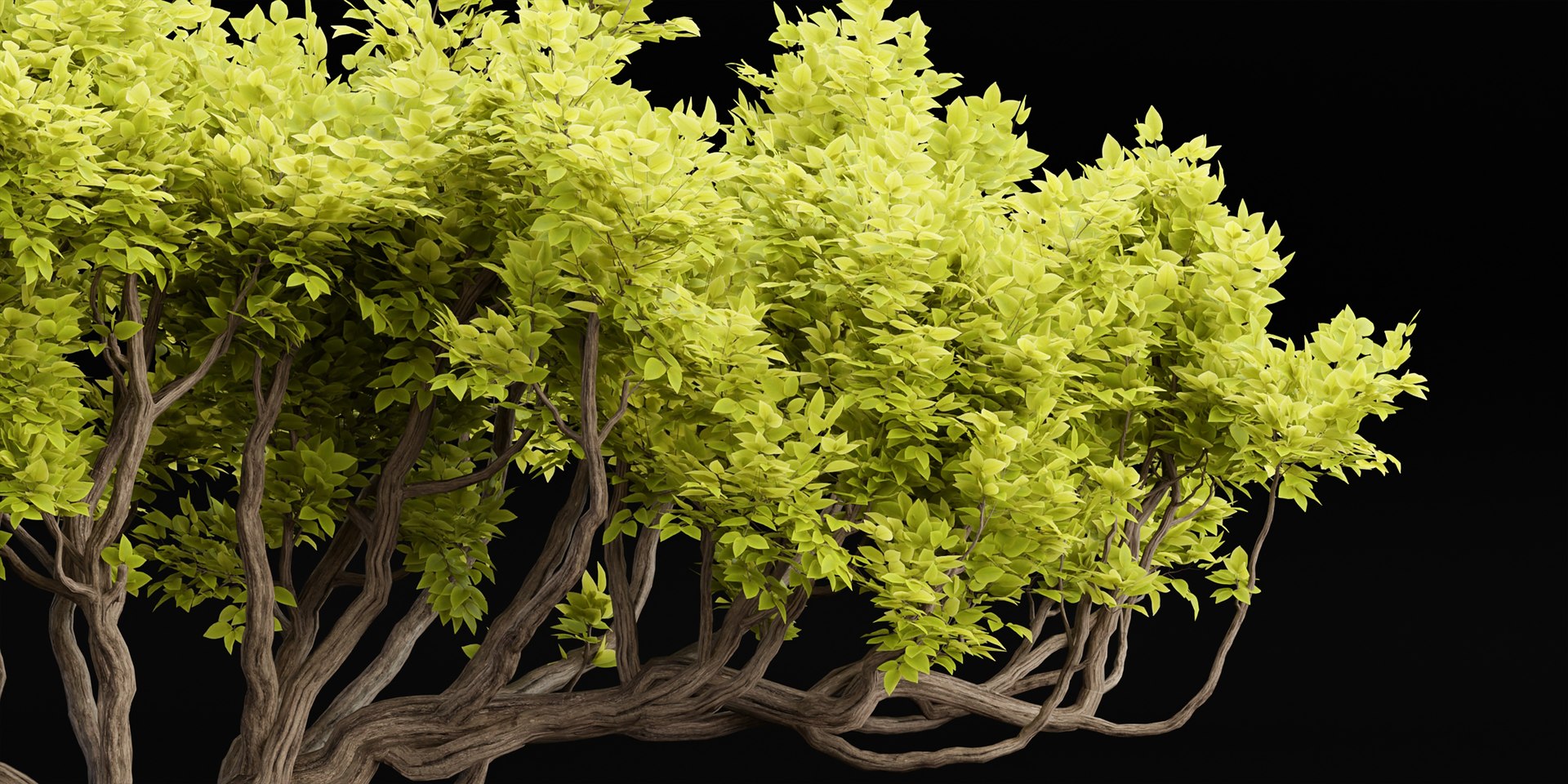 3D Model Australian Trees Collection Vol 29-Blender - TurboSquid 2111199
