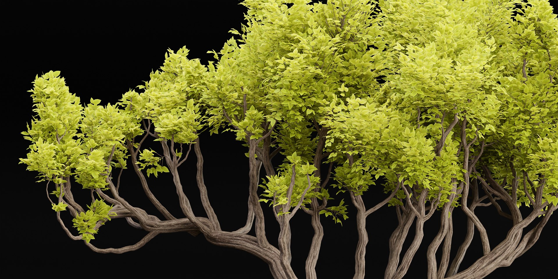 3D Model Australian Trees Collection Vol 29-Blender - TurboSquid 2111199