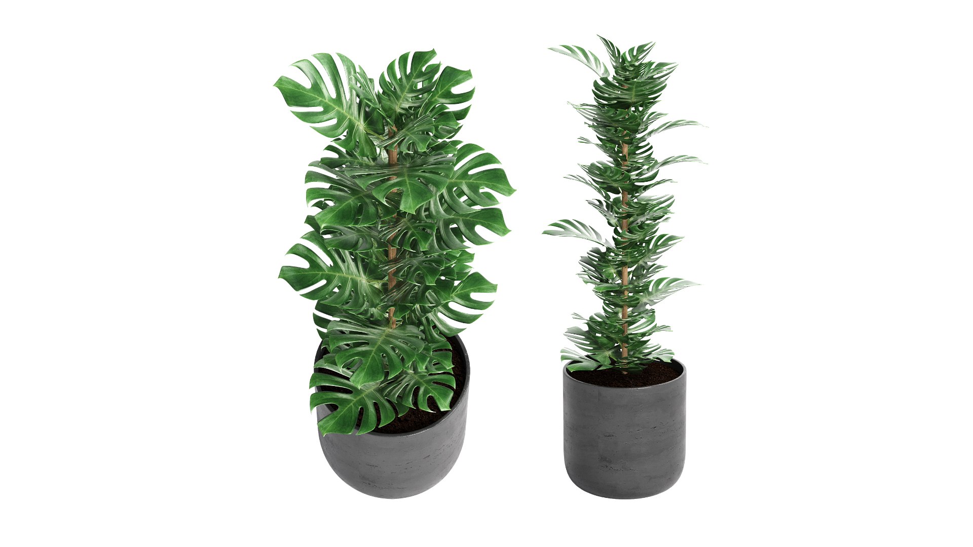 3D Indoor Plant 01 - TurboSquid 2196344