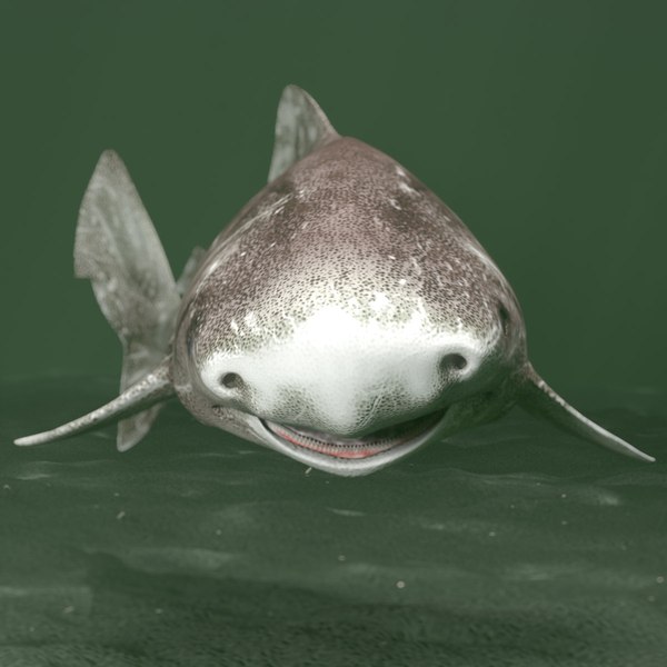 3d animation greenland shark