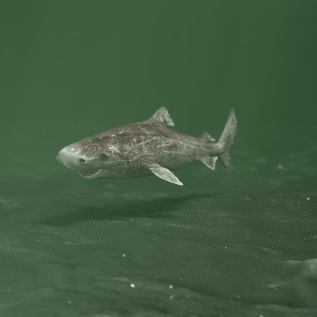 3d Animation Greenland Shark