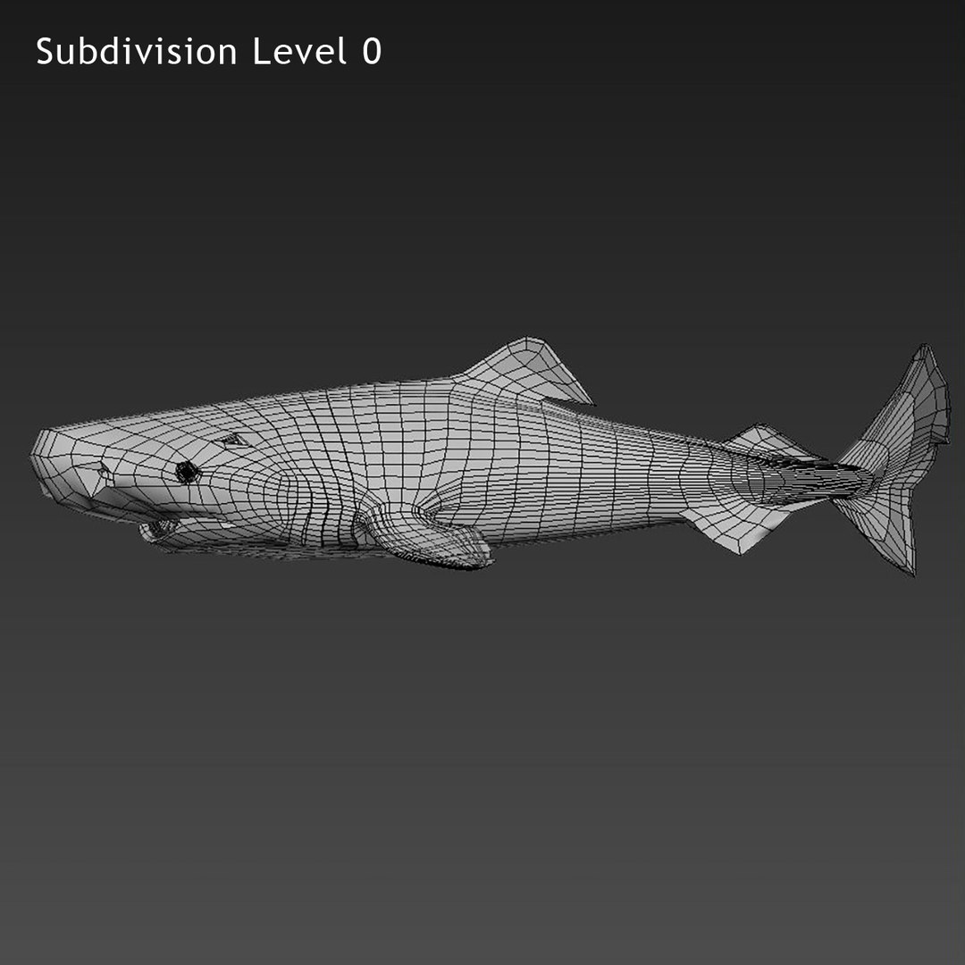 3d Animation Greenland Shark