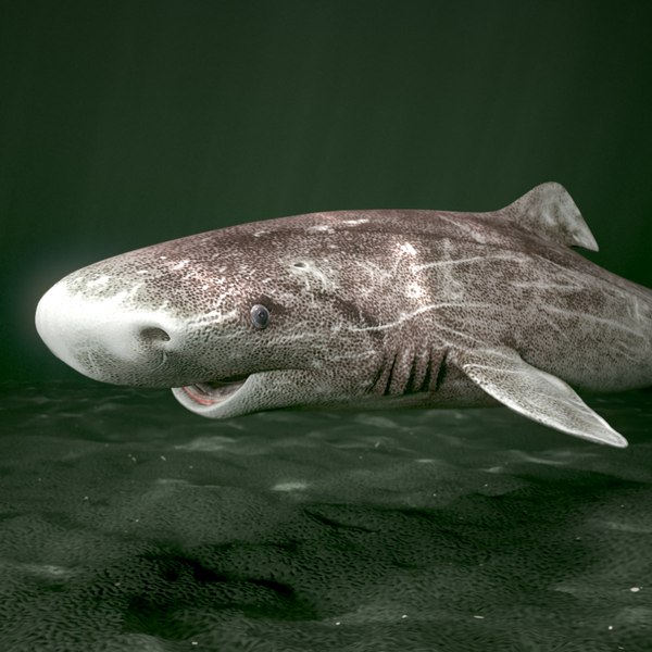 3d animation greenland shark