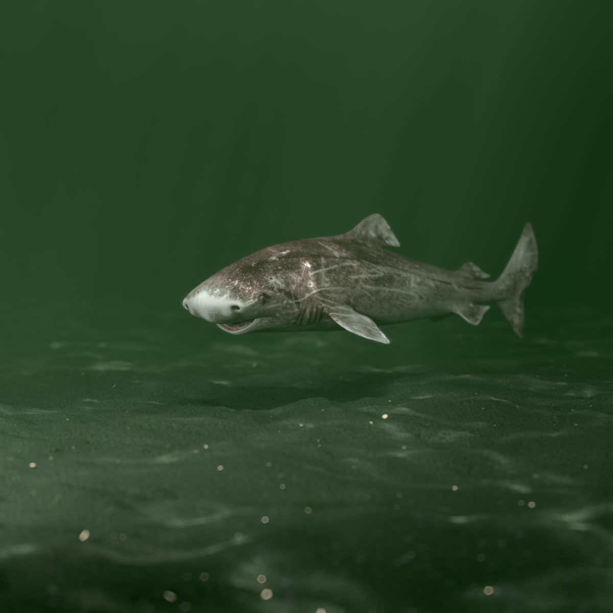3d animation greenland shark
