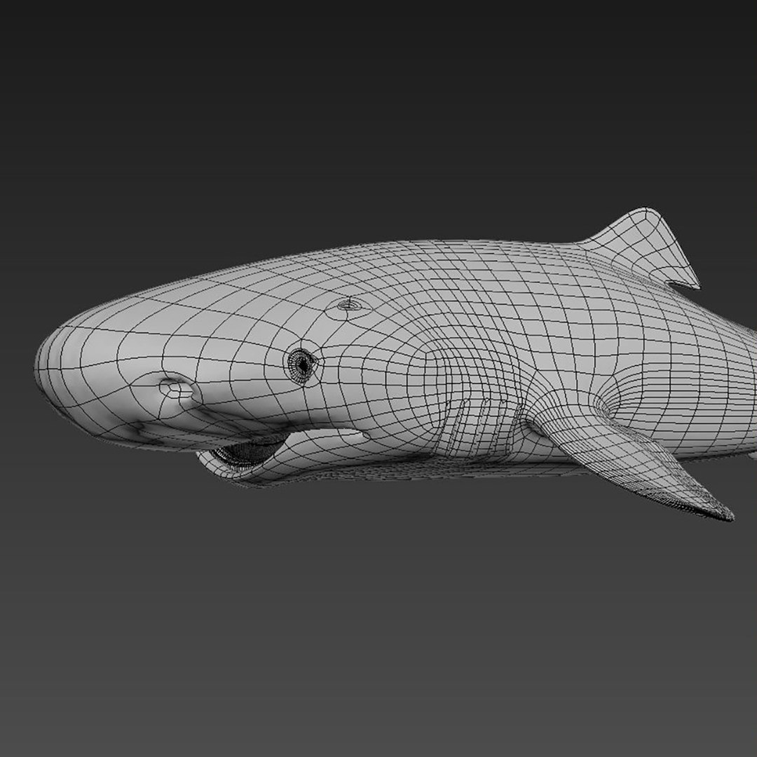 3d animation greenland shark