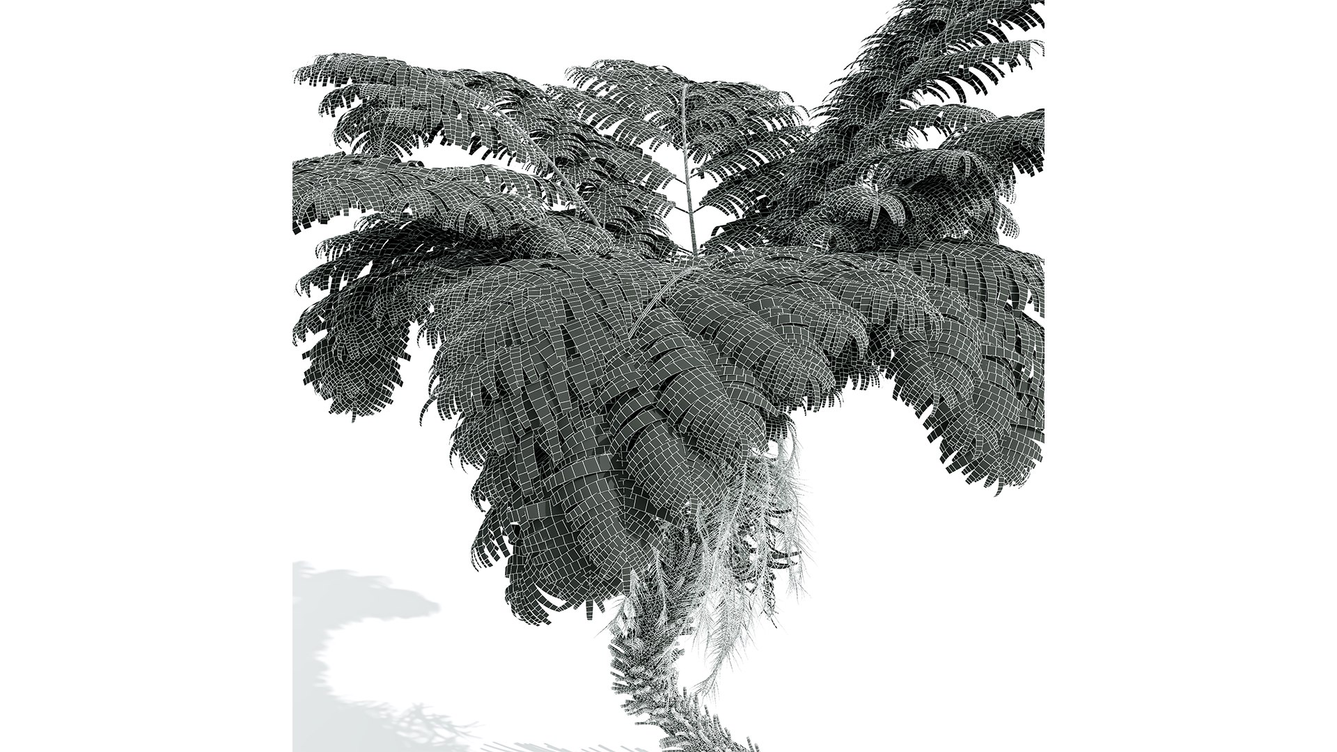 3D New Plant High Detail Alsophila Spinulosa Fern Medium - TurboSquid 2231775