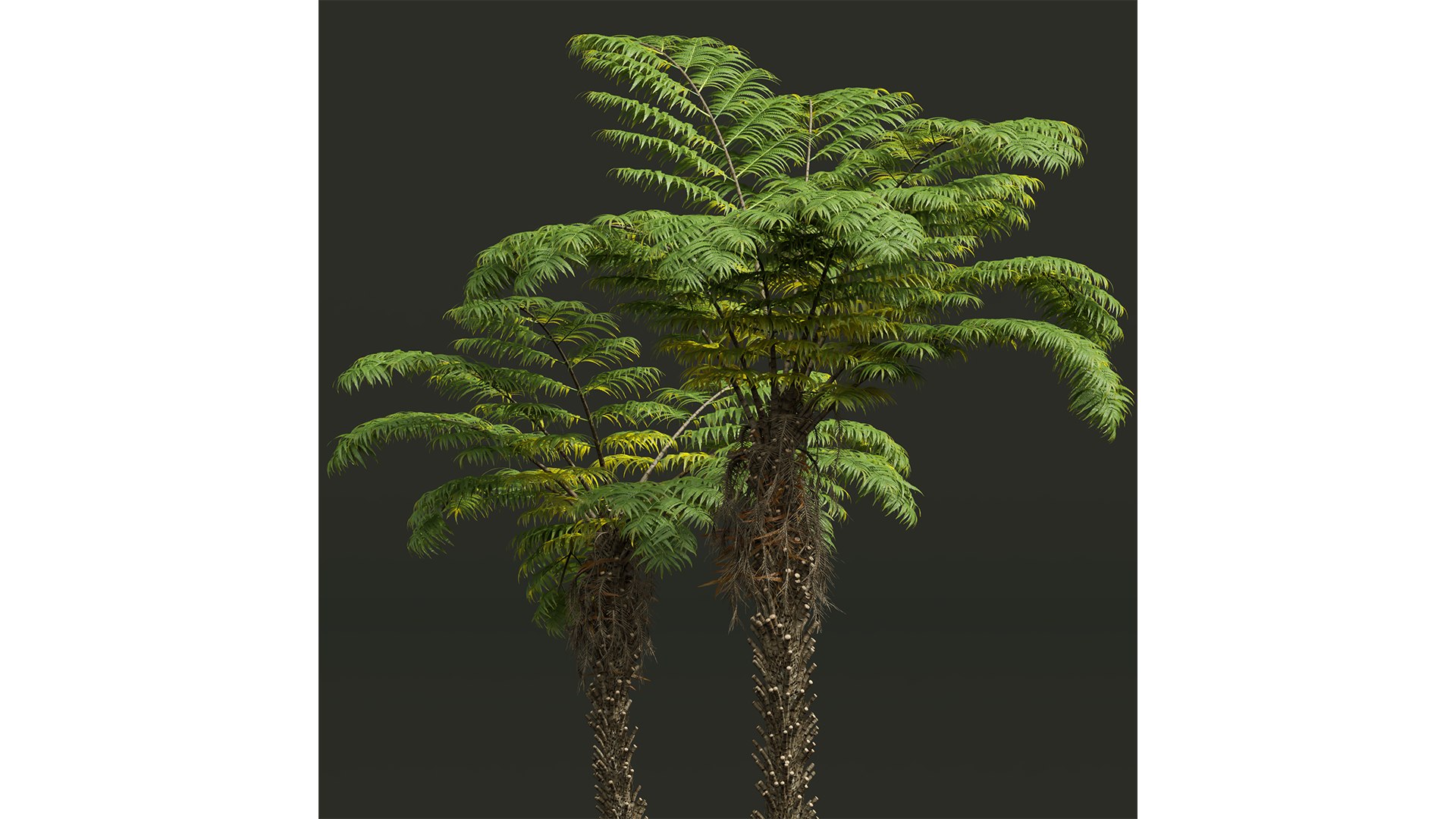 3D New Plant High Detail Alsophila Spinulosa Fern Medium - TurboSquid ...