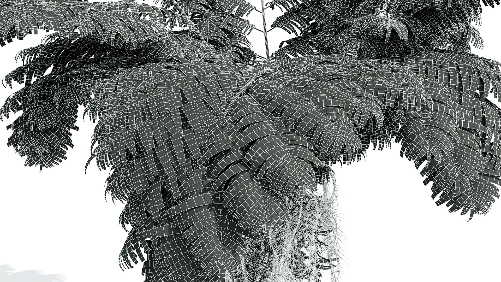 3D New Plant High Detail Alsophila Spinulosa Fern Medium - TurboSquid 2231775