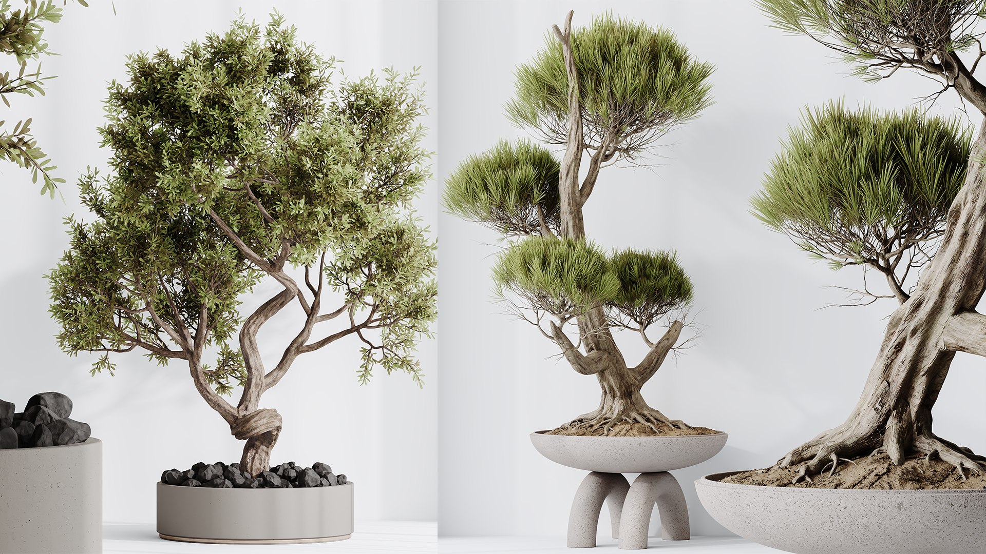 AV Indoor Plants Set 152 Ficus Retusa Microcarpa Bonsai Ginseng And ...