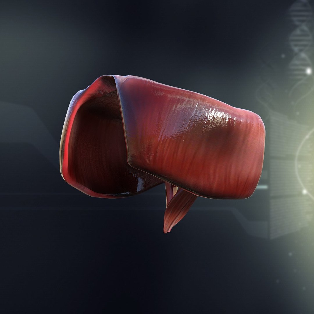 3d Human Diaphragm Anatomy