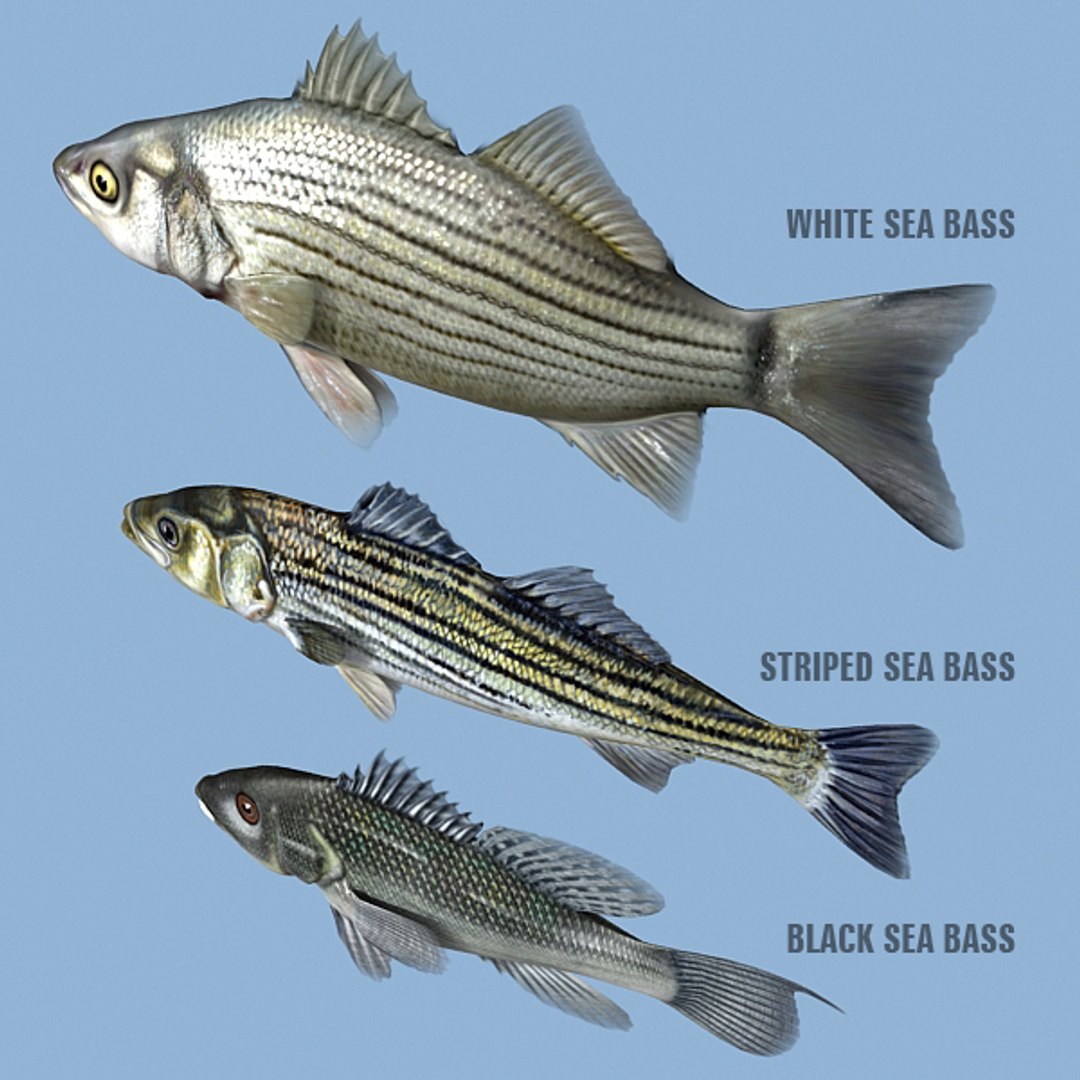Max Sea Bass Family