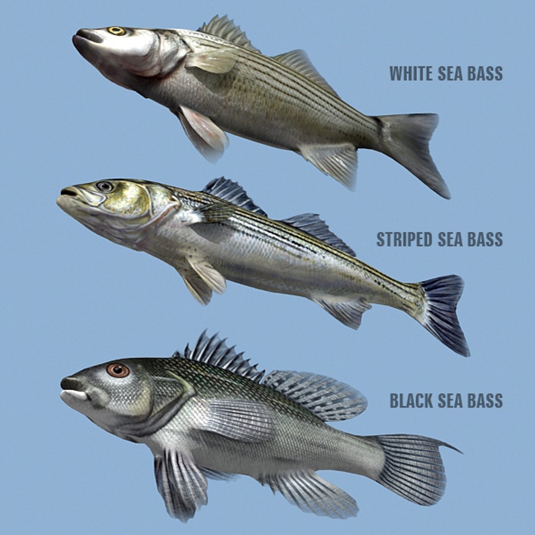 Max Sea Bass Family