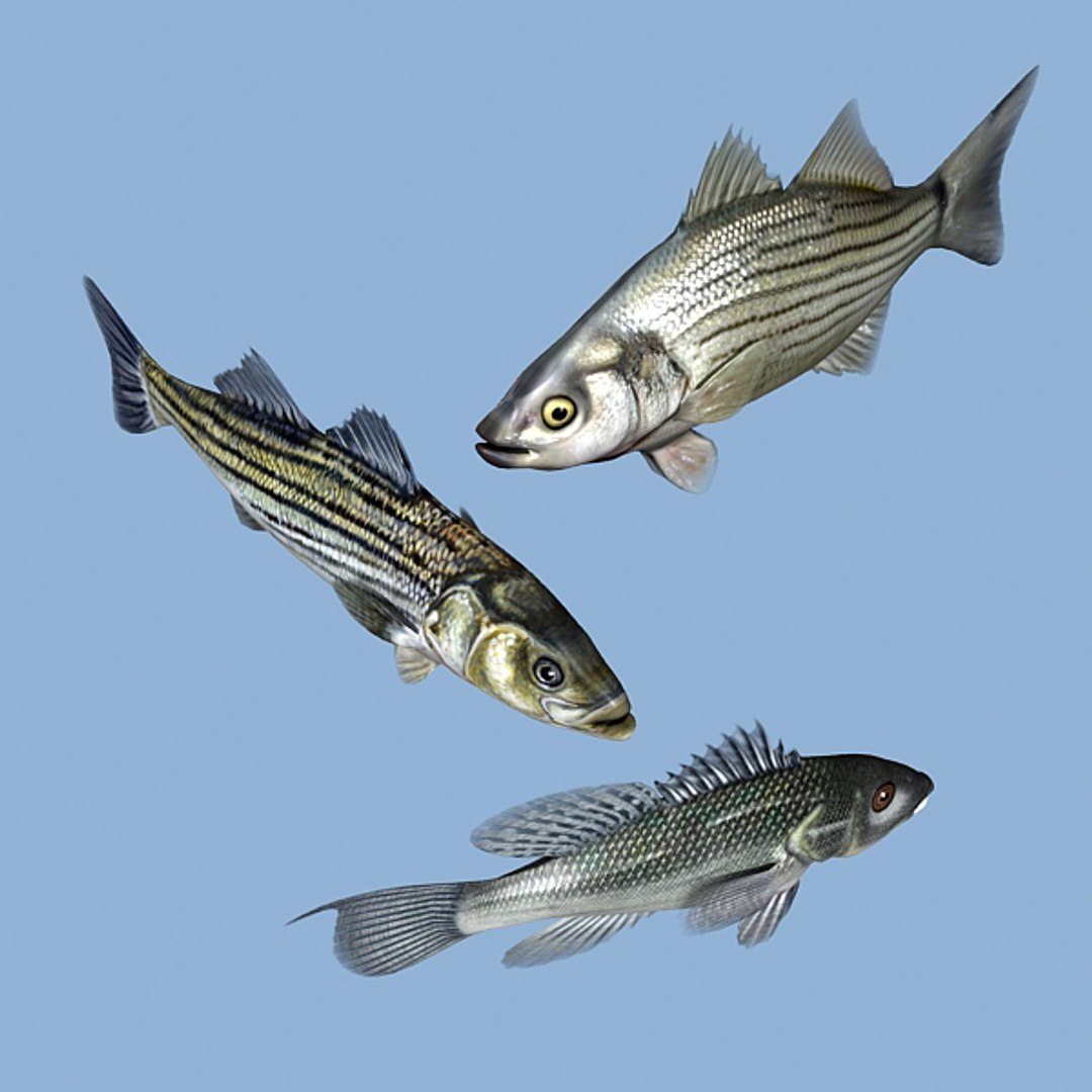 Max Sea Bass Family