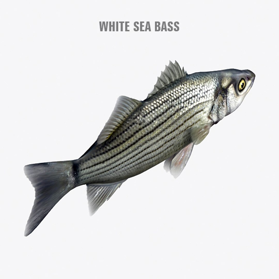 Max Sea Bass Family