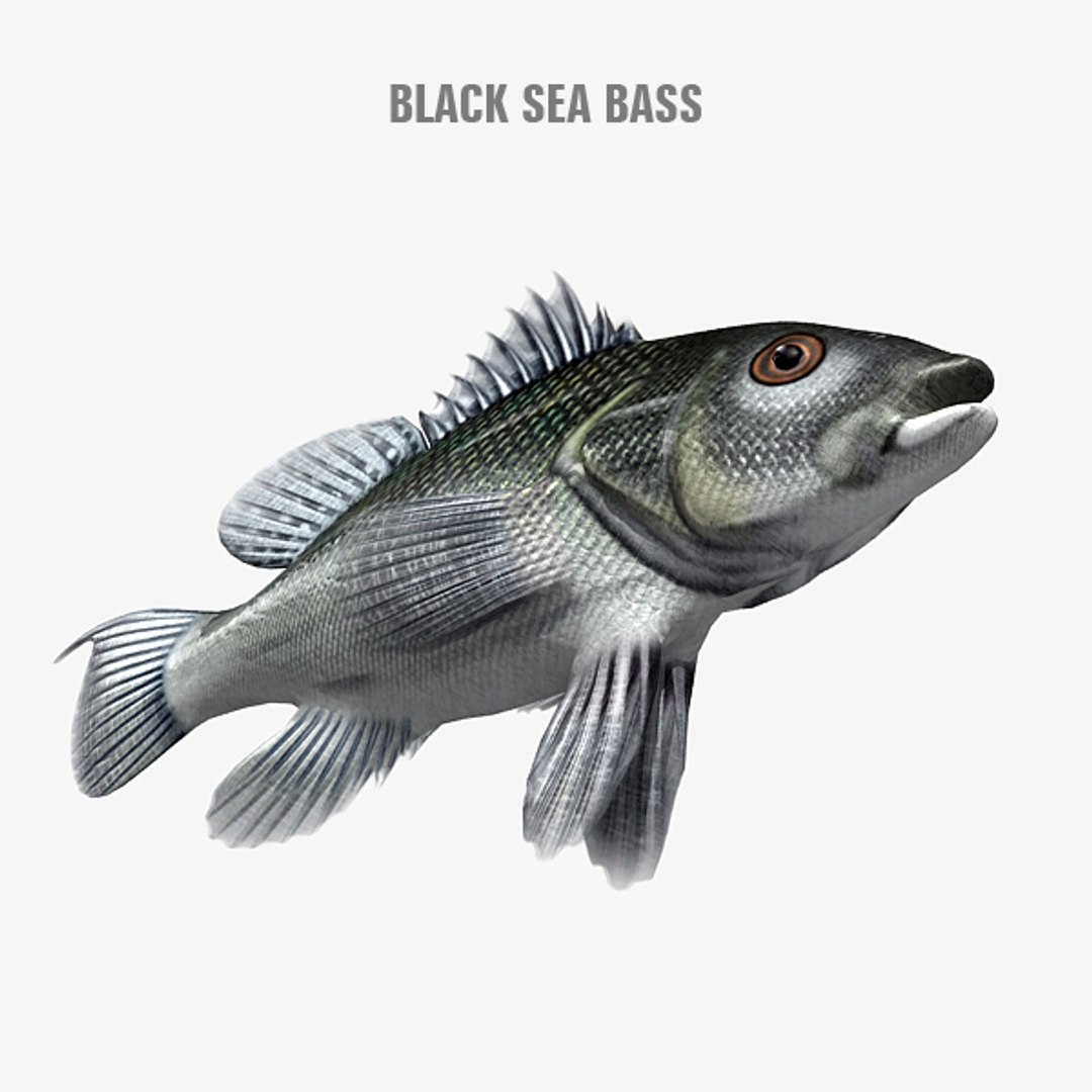 Max Sea Bass Family