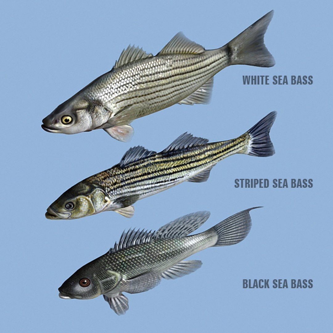 Max Sea Bass Family