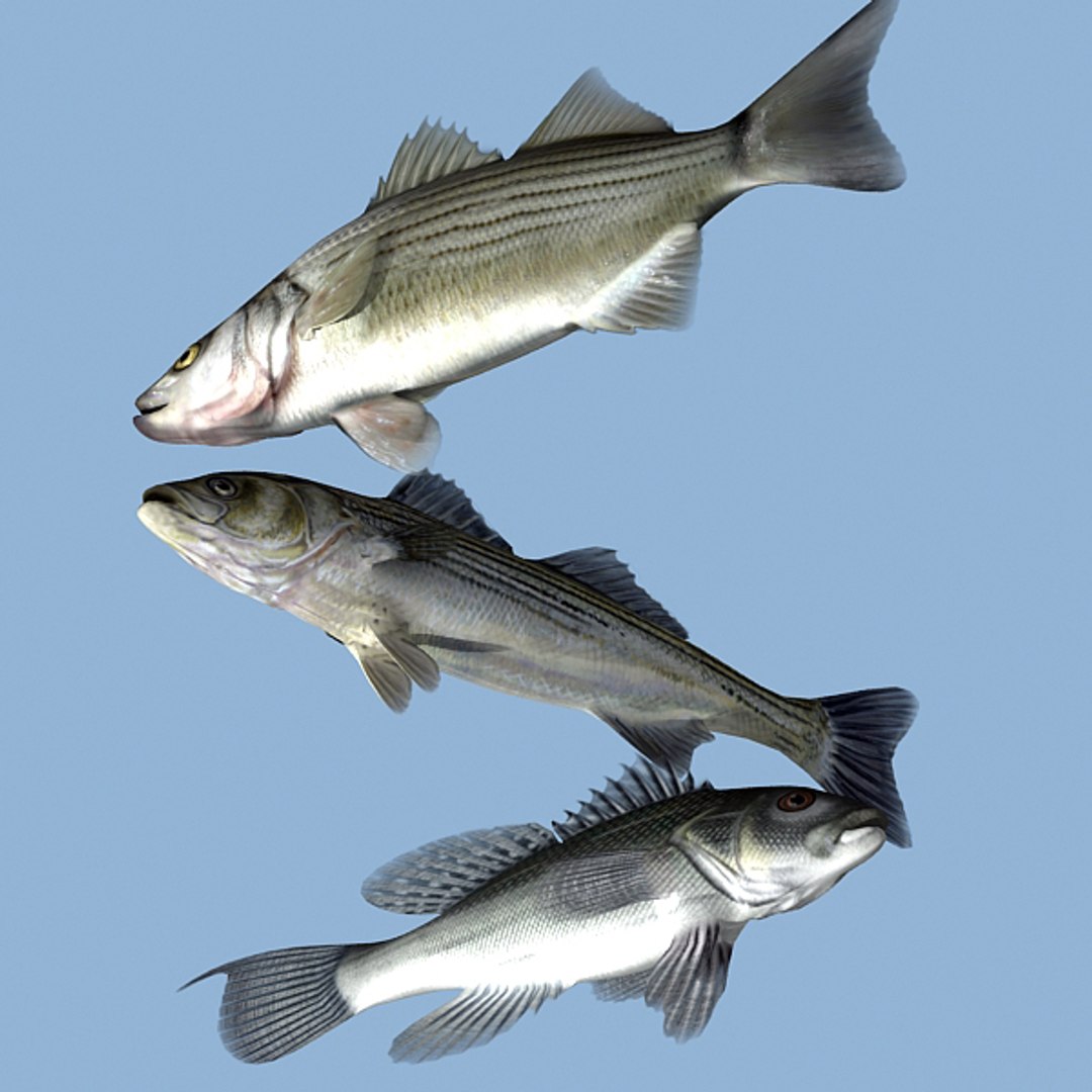 Max Sea Bass Family