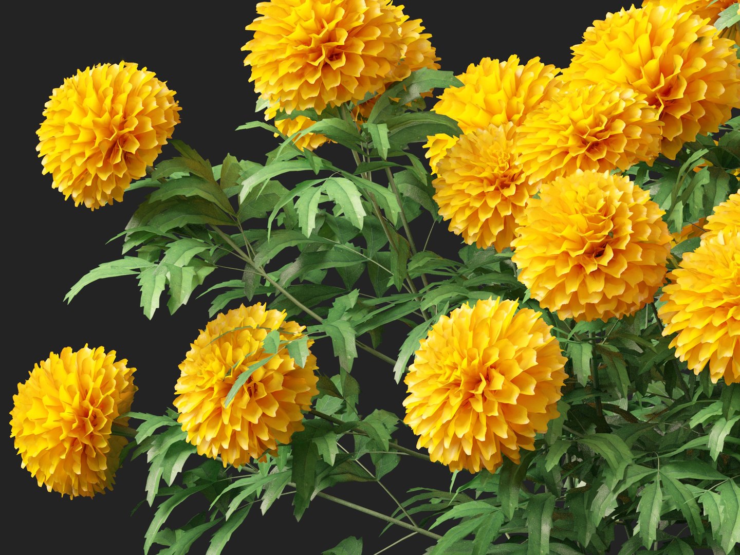 3D HighPolyLowPoly Tagetes Erecta - African Marigold 3D Model ...