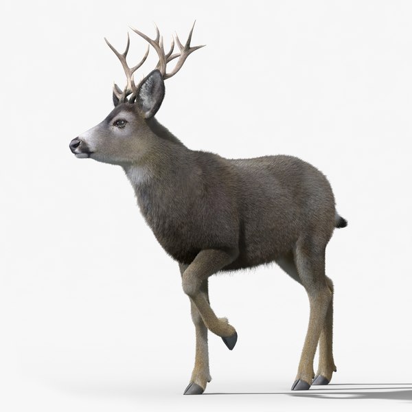 3d red deer stag fur model