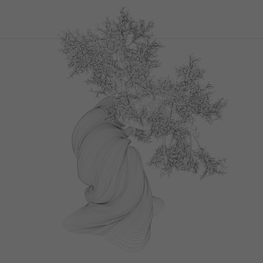 Pinus Longaeva 3D - TurboSquid 1288489