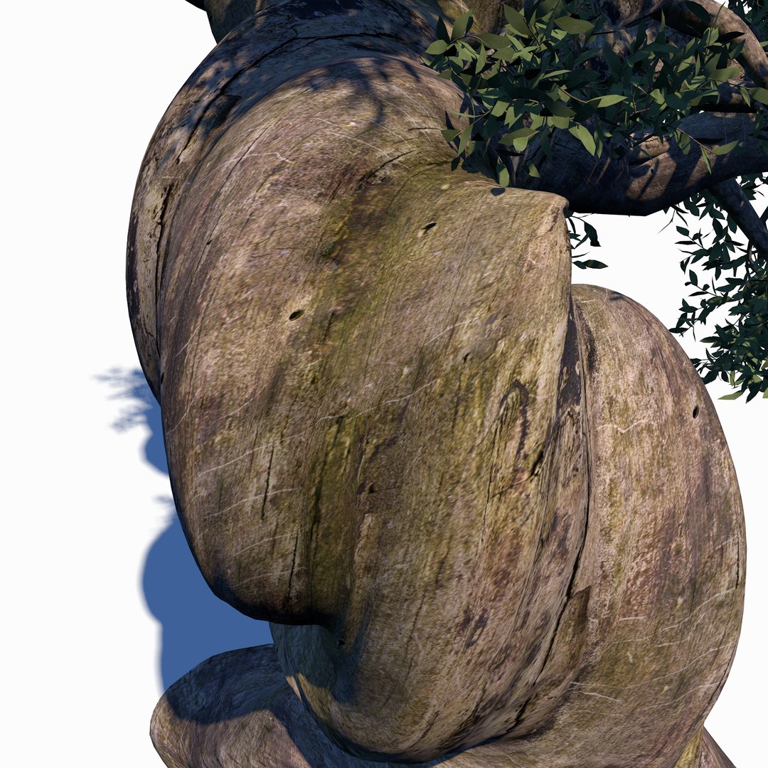 Pinus Longaeva 3D - TurboSquid 1288489