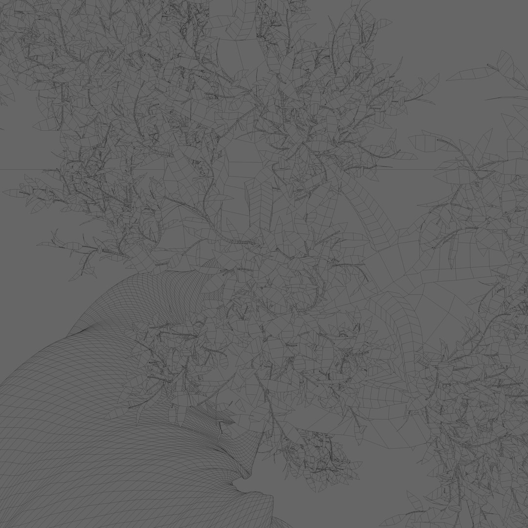 Pinus Longaeva 3D - TurboSquid 1288489